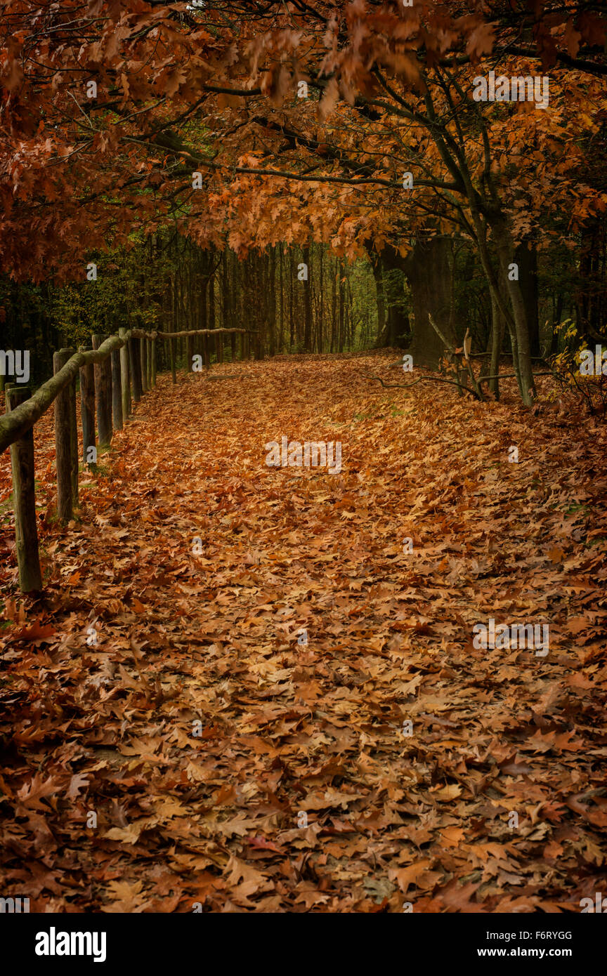 Tree leaves season forest hi-res stock photography and images - Alamy