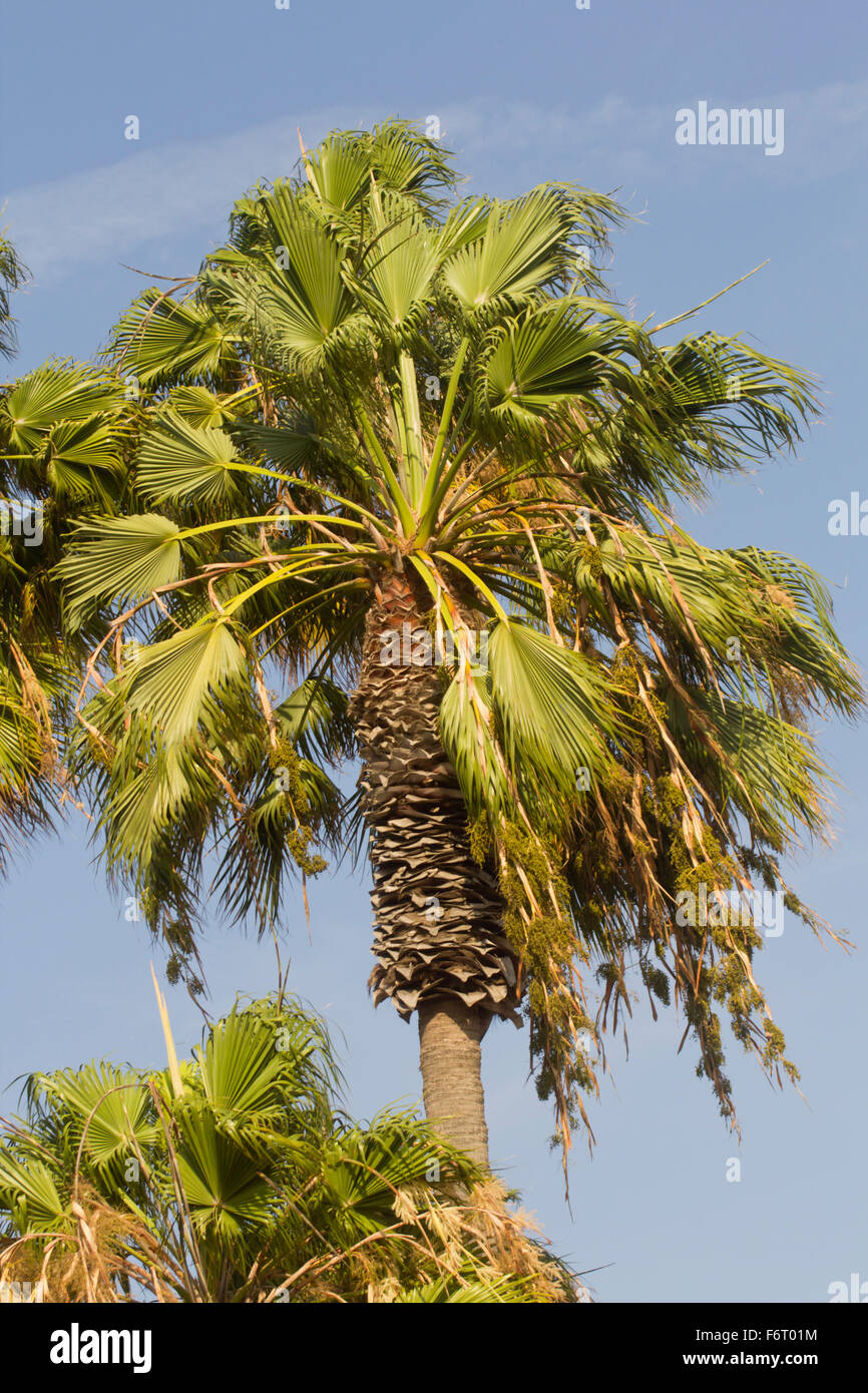 Natural California palm trees on a bright sunny day Stock Photo - Alamy