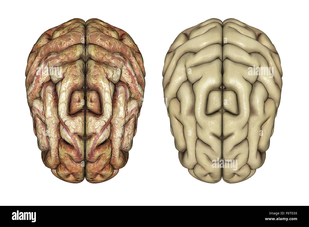 3d render two brains hi-res stock photography and images - Alamy