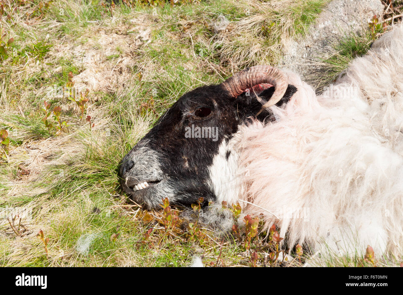 Eyeless hi-res stock photography and images - Alamy