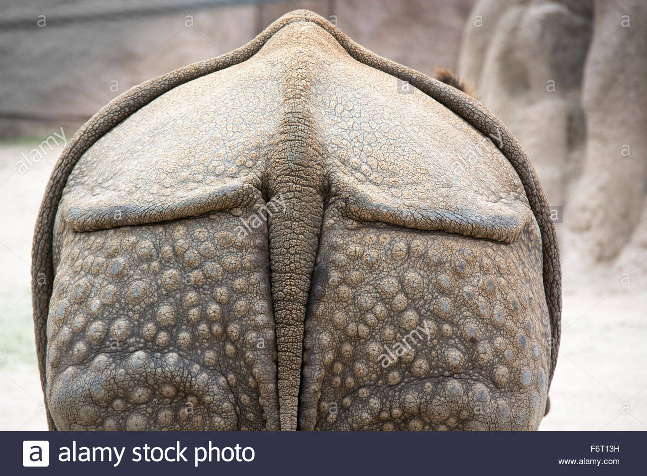 Tail Animal High Resolution Stock Photography and Images - Alamy