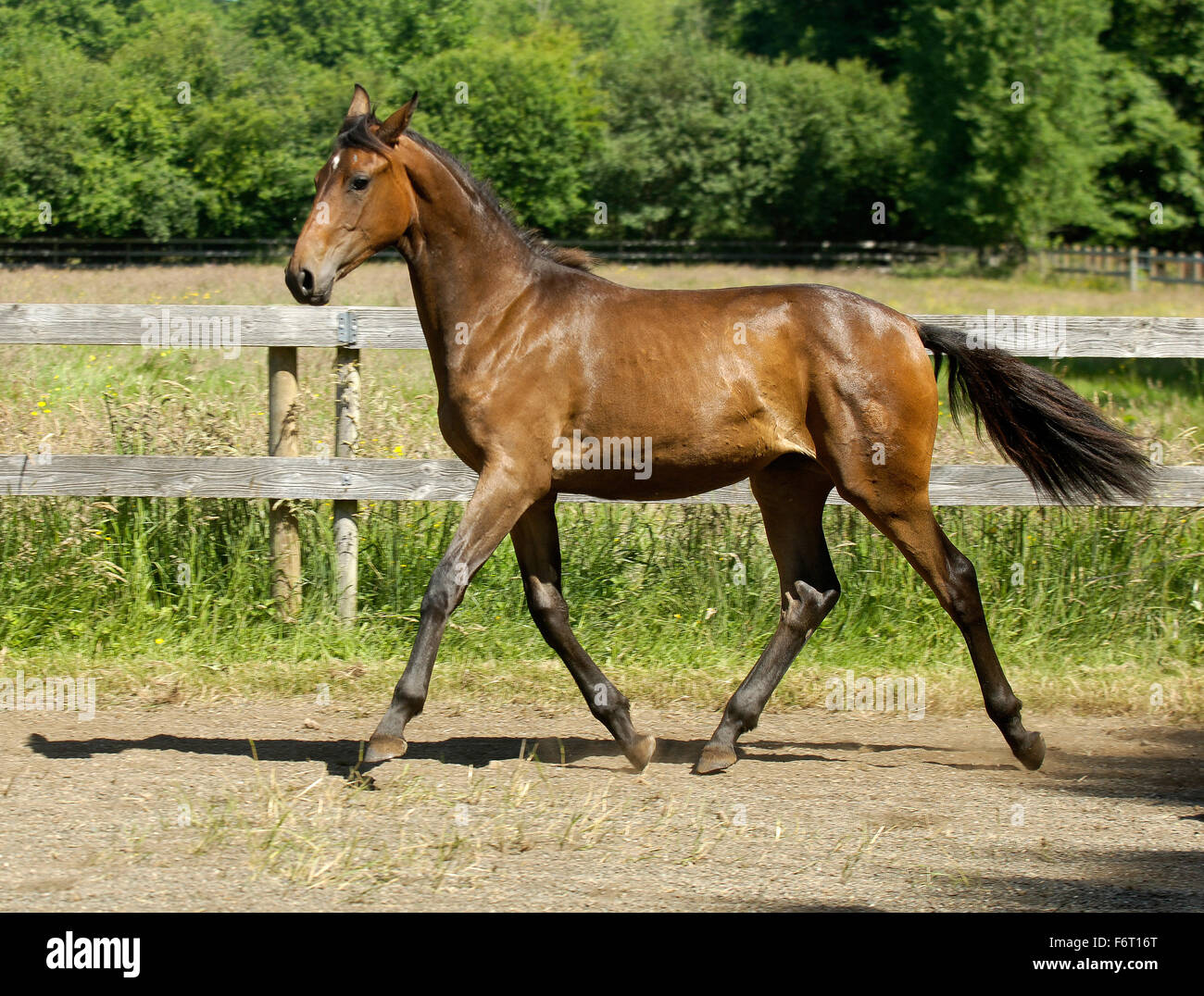 Westfalian High Resolution Stock Photography and Images - Alamy