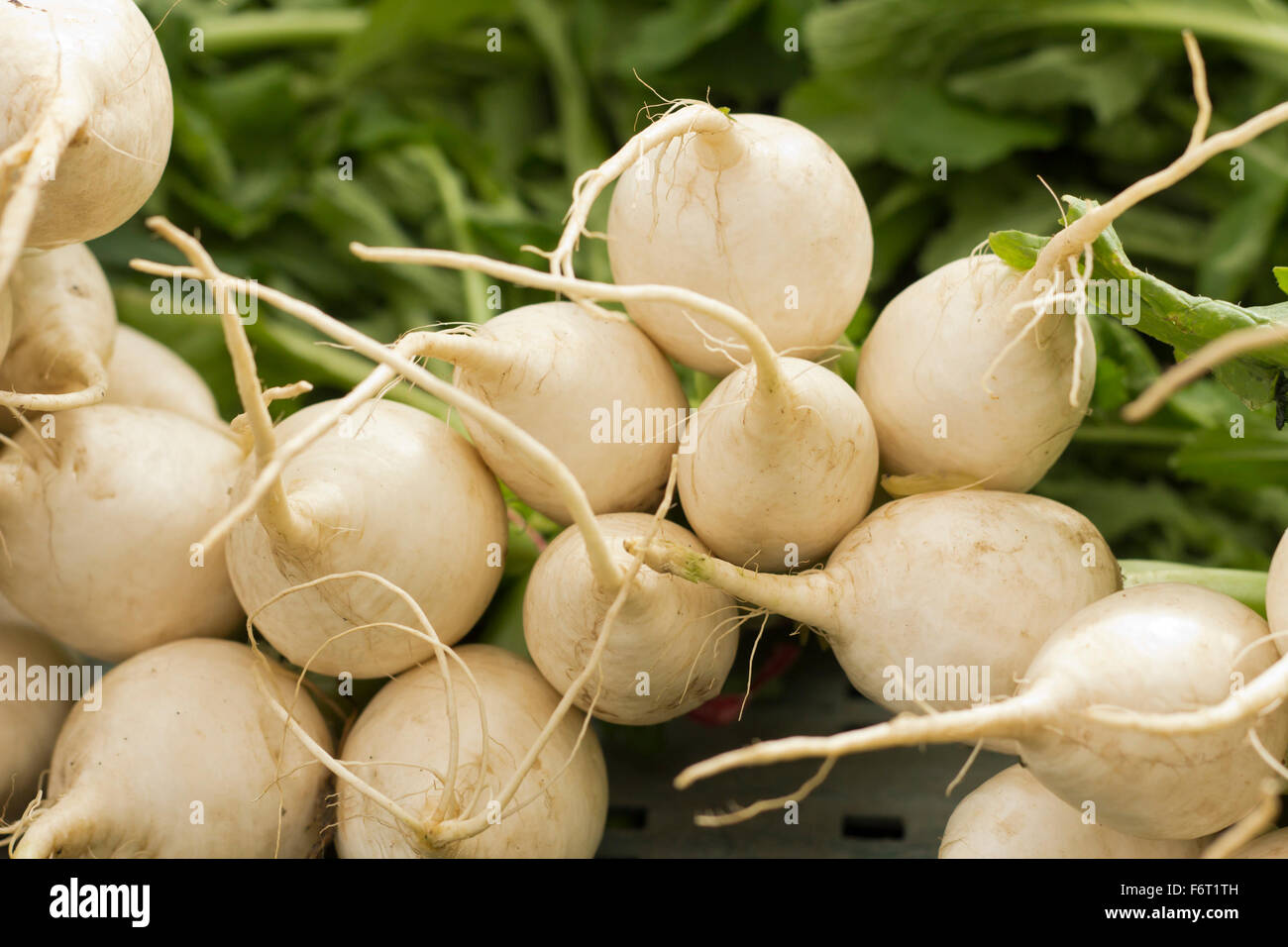 Hailstone hi-res stock photography and images - Alamy