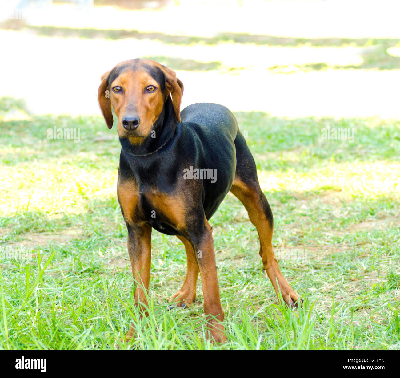 Dogscanner Is Your Dog A Serbian Tricolour Hound