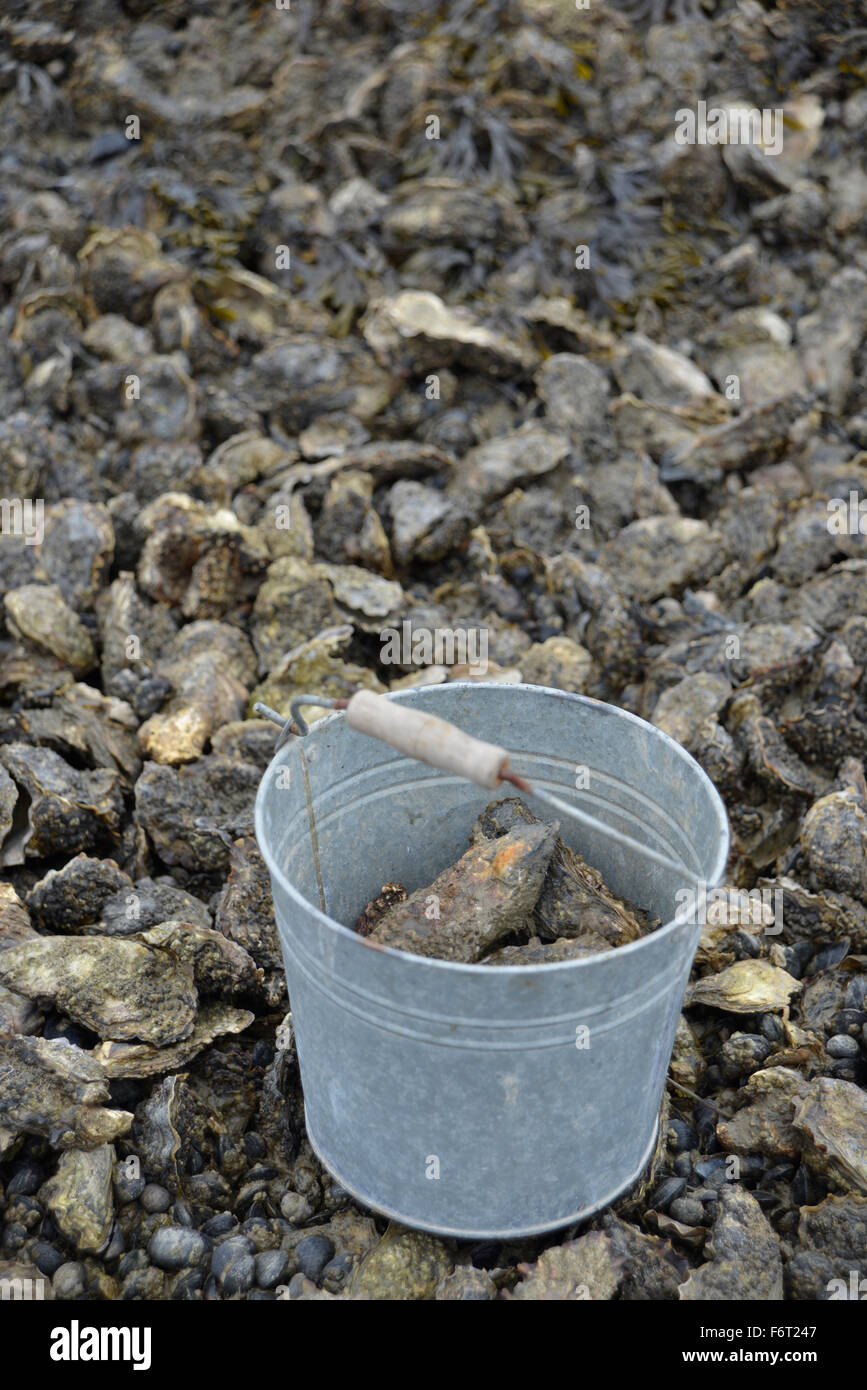 Oyster bucket hi-res stock photography and images - Alamy