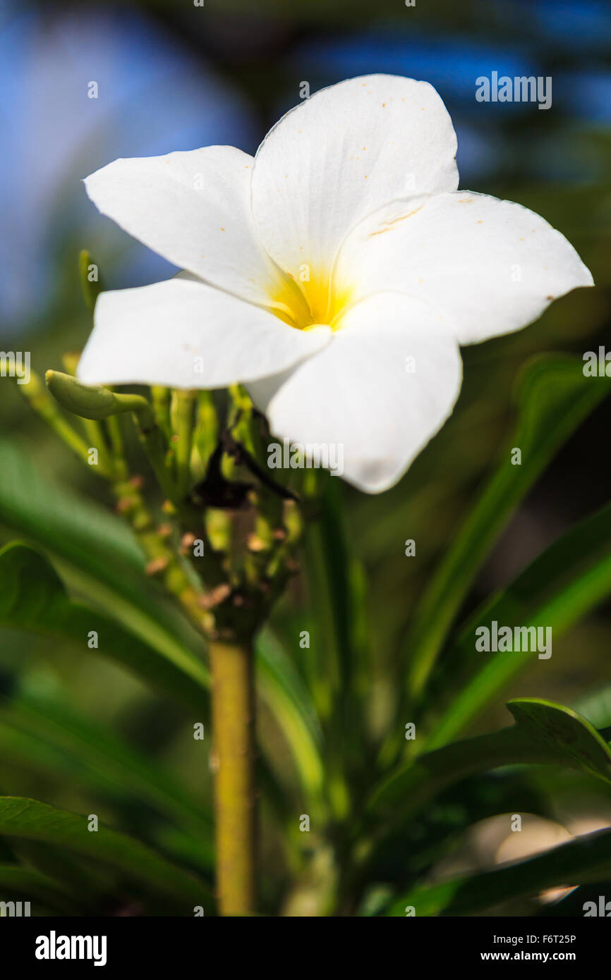 White Frangipani Flowers Stock Photo - Alamy