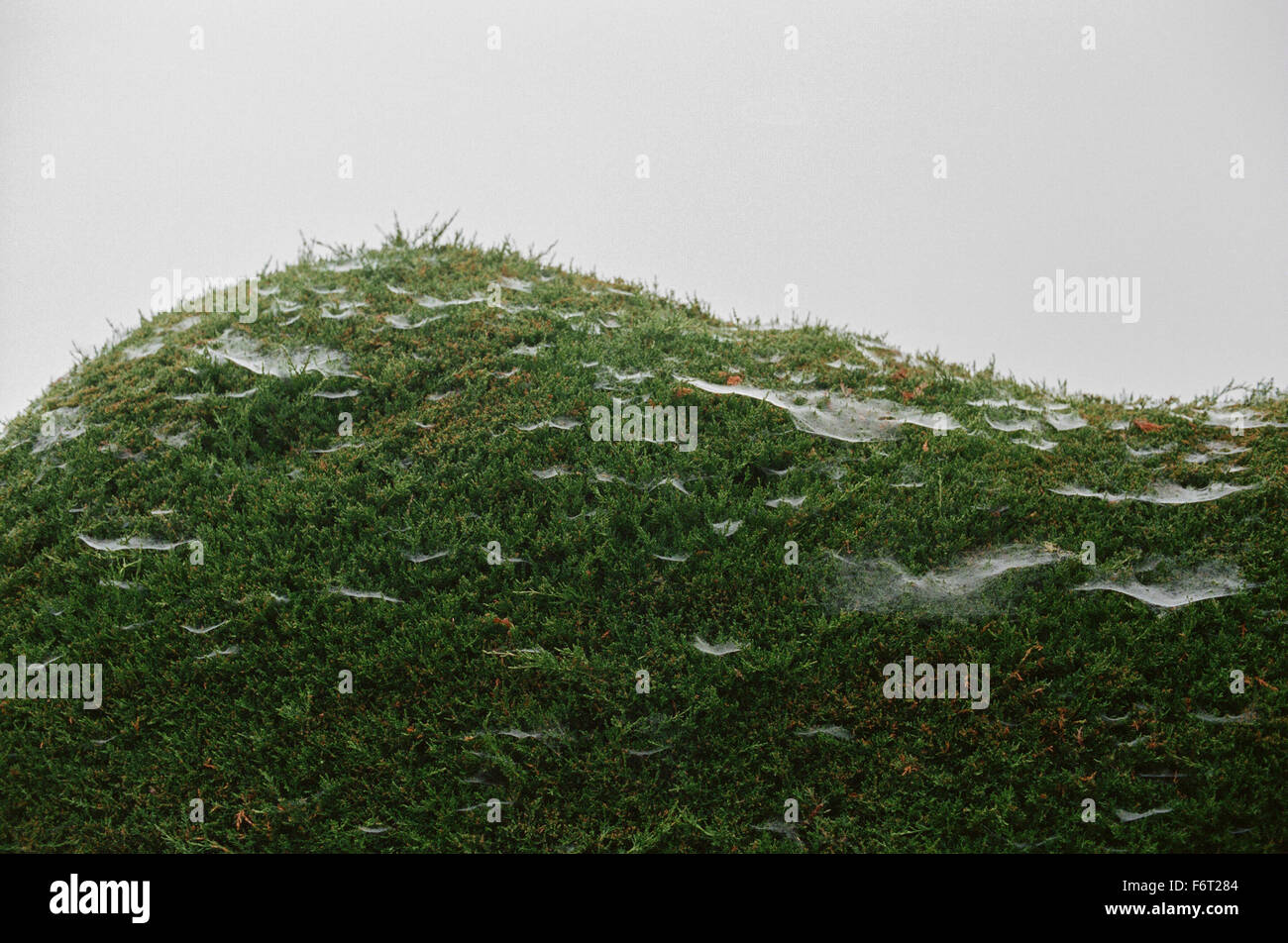 Close up of spider webs on moss Stock Photo - Alamy