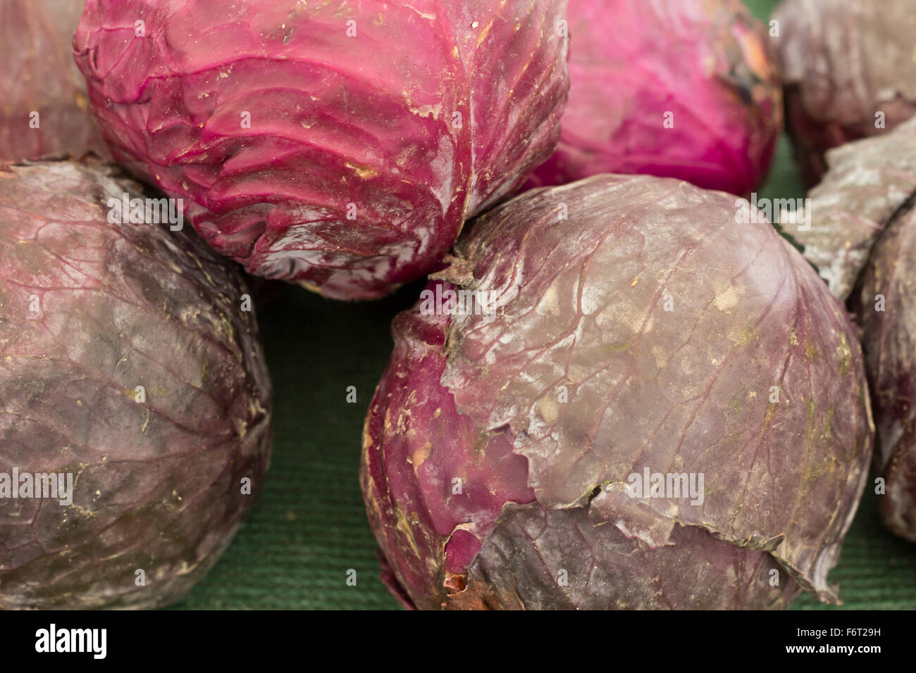 Cannonball cabbage hi-res stock photography and images - Alamy