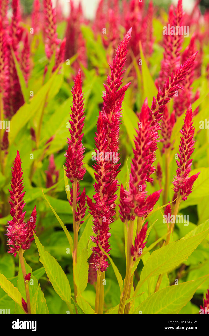 Red Cockscomb Flower Stock Photo - Alamy