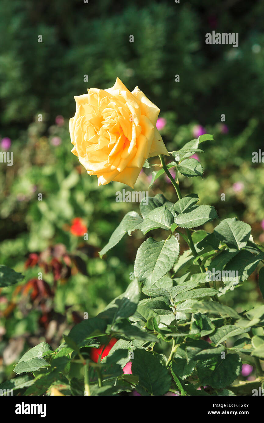 Blue sky yellow rose hi-res stock photography and images - Alamy