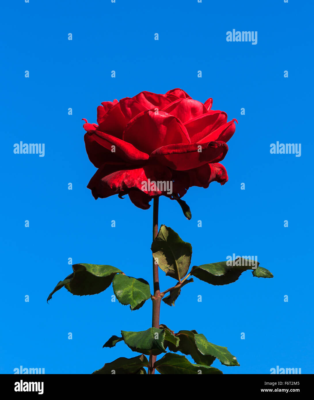 Deep blue rose hi-res stock photography and images - Alamy