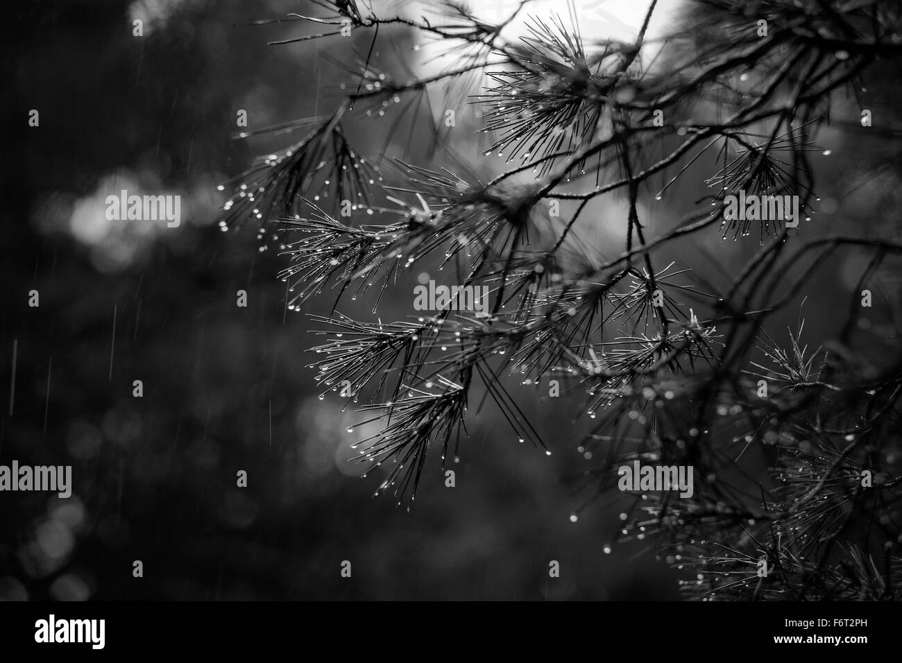 Sad Black And White Rain