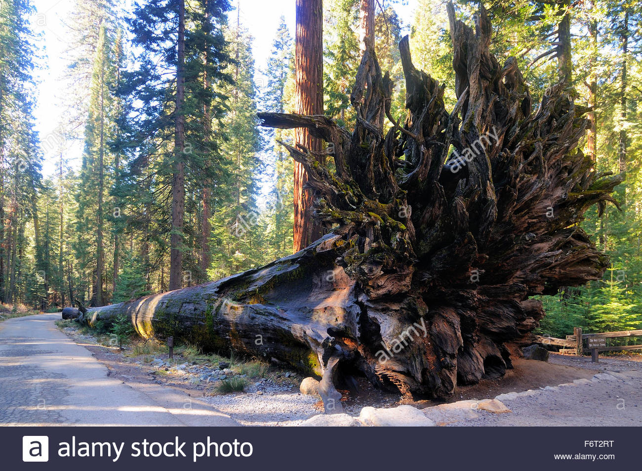 Tree Roots Pavement High Resolution Stock Photography and Images - Alamy