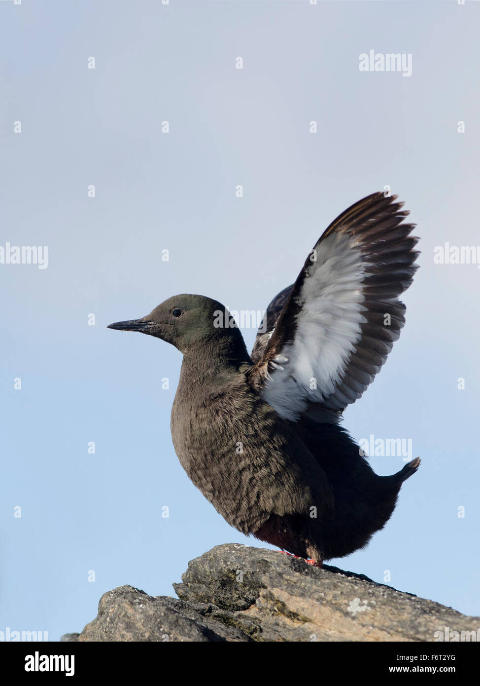 black guillemot or tystie (Cepphus grylle Stock Photo - Alamy