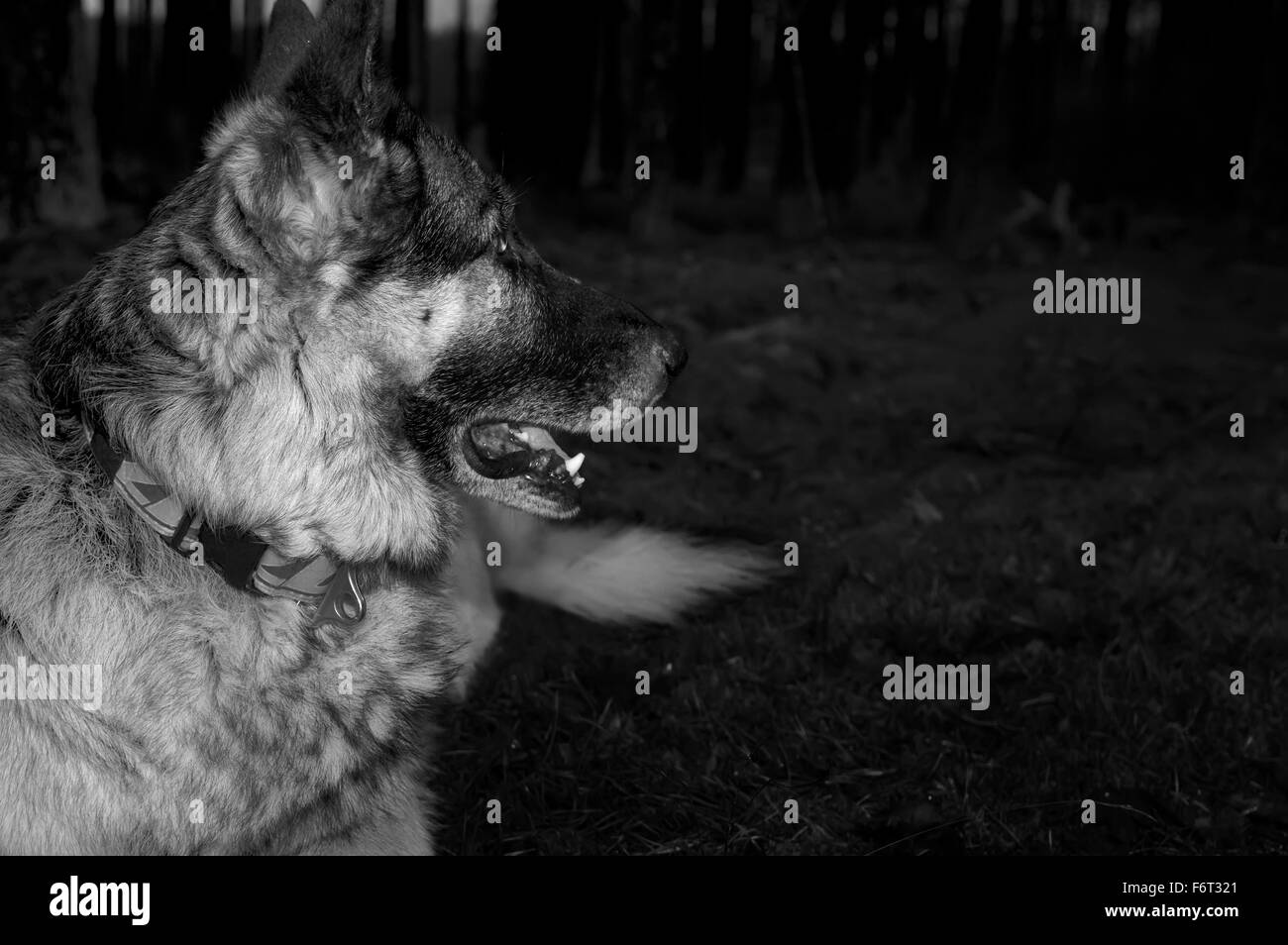 Dog sniff Black and White Stock Photos & Images - Alamy