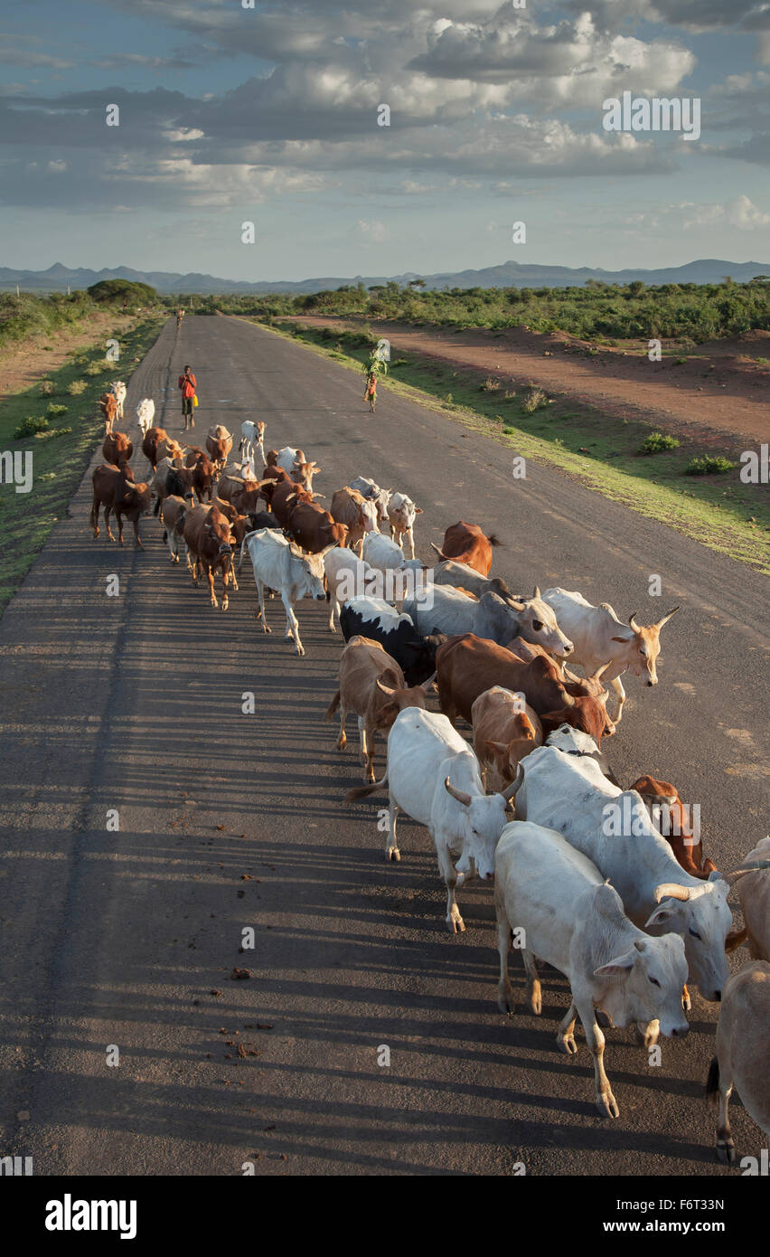 Cattle herd walking on rural hi-res stock photography and images - Alamy