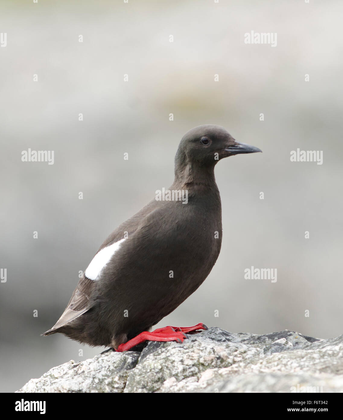 black guillemot or tystie (Cepphus grylle Stock Photo - Alamy