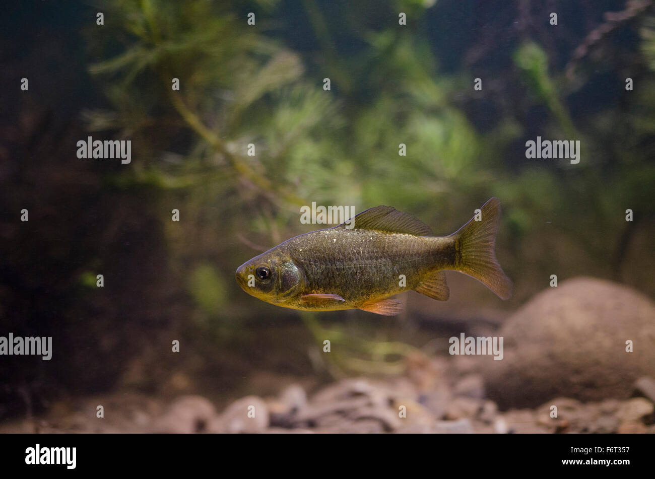 Carassius carassius - Crucian Carp Stock Photo - Alamy