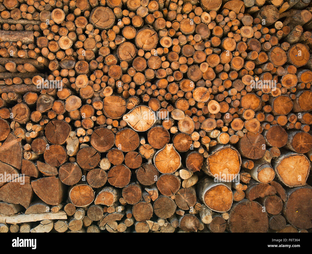 Pile of cut logs Stock Photo - Alamy