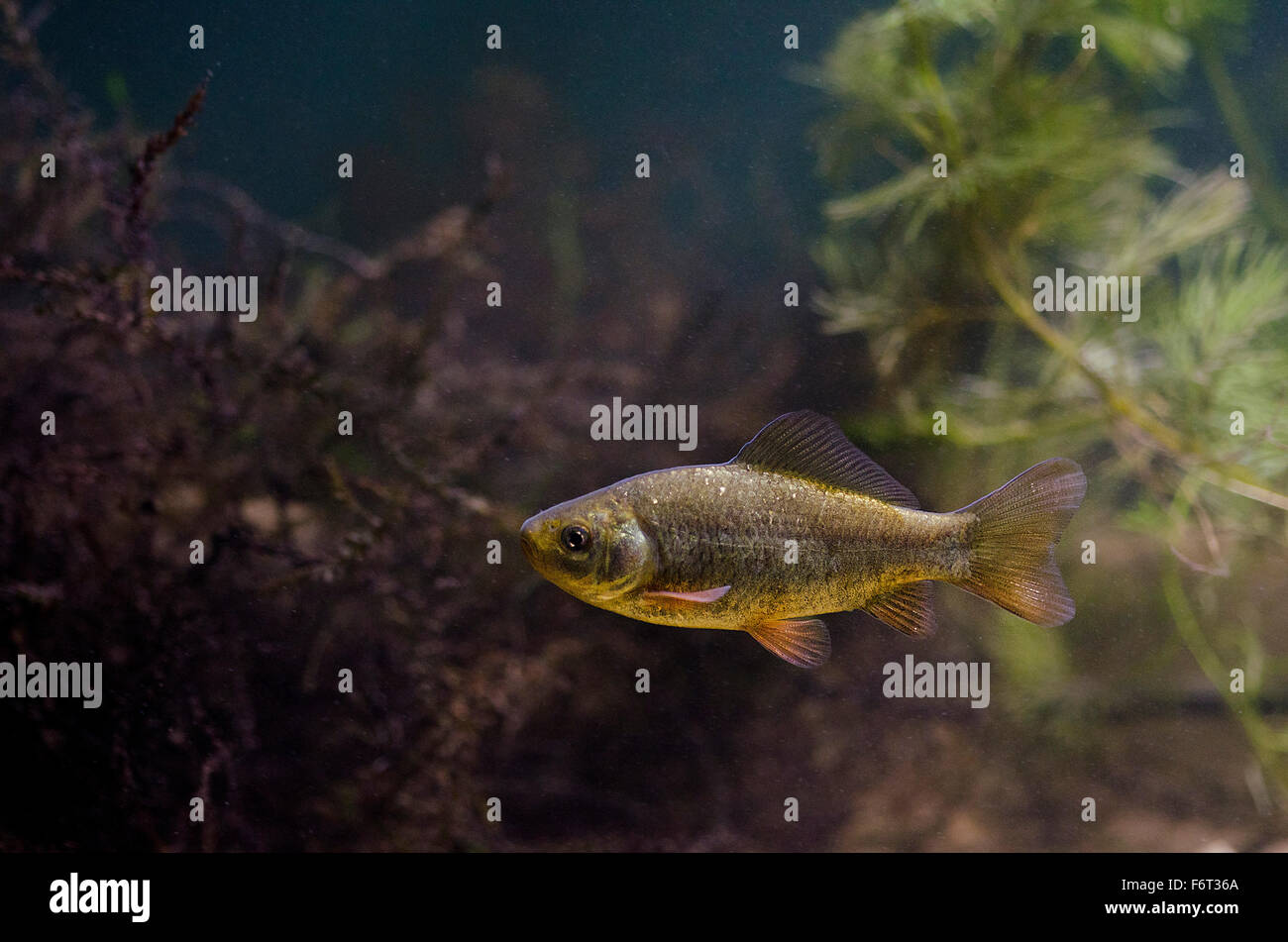 Crucian Carp - Carassius carassius Stock Photo - Alamy