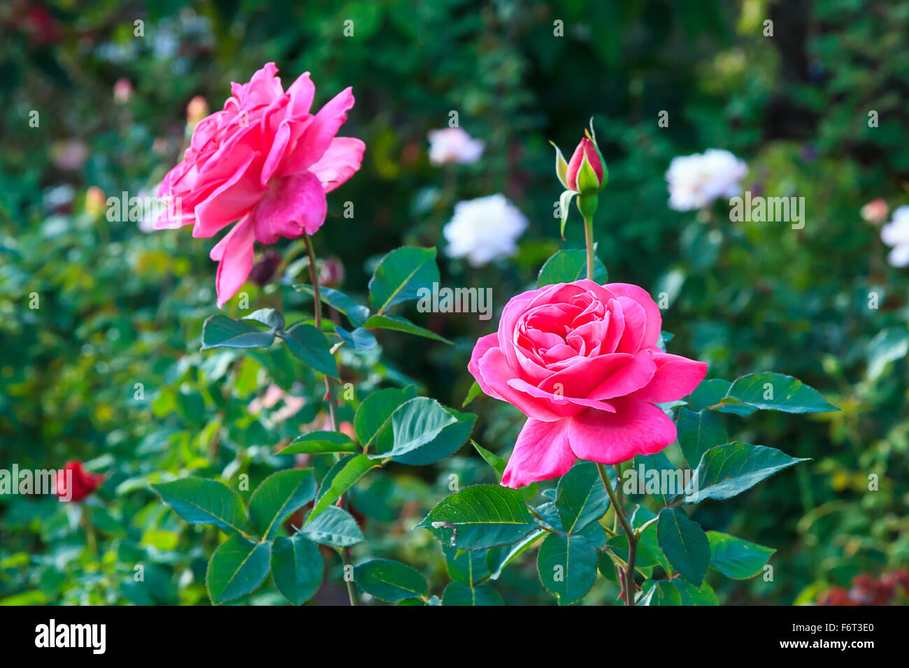 Roes garden hi-res stock photography and images - Alamy