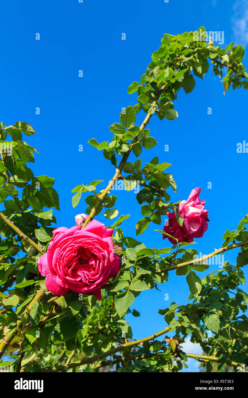 Deep blue rose hi-res stock photography and images - Alamy