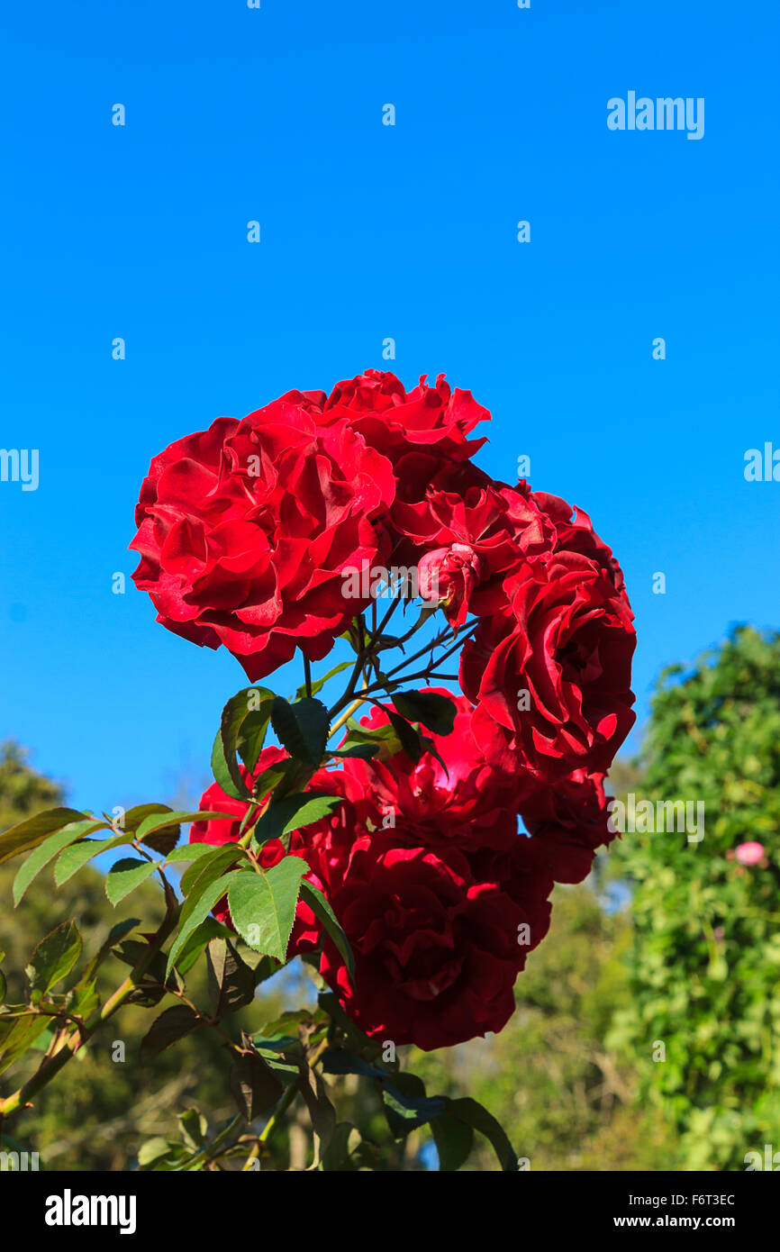 Deep crimson red rose hi-res stock photography and images - Alamy