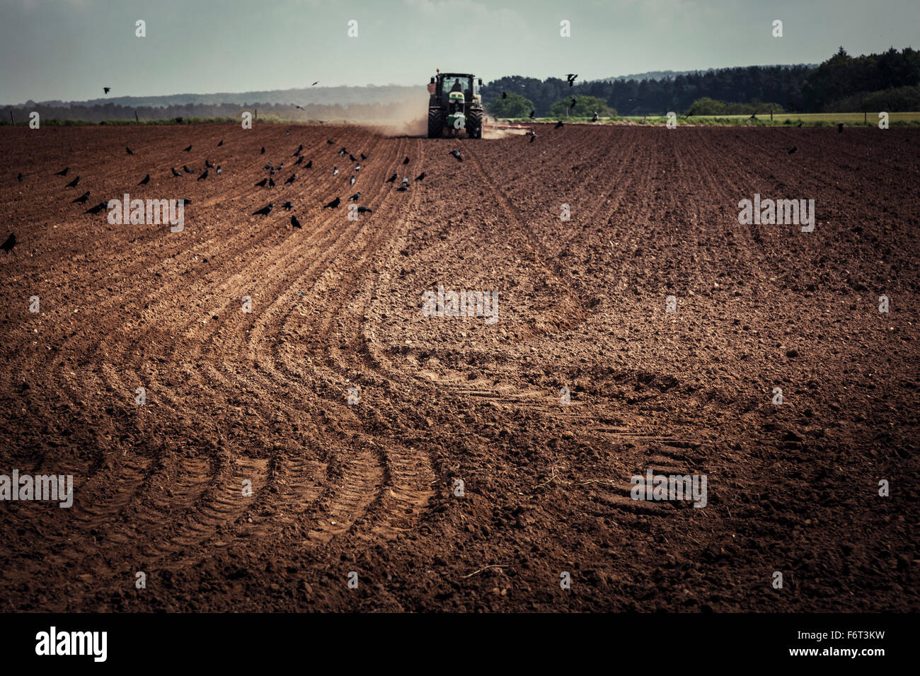 Tractor creates dust as it tows a large seed drill behind it whilst ...