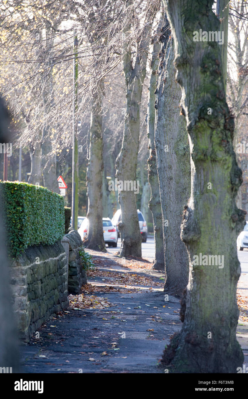 The tree lined road through the Rivelin Valley in the South Yorkshire ...