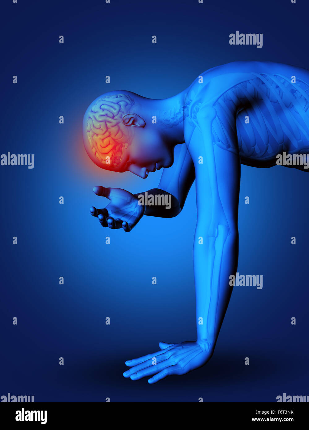 Male anatomy brain hi-res stock photography and images - Alamy