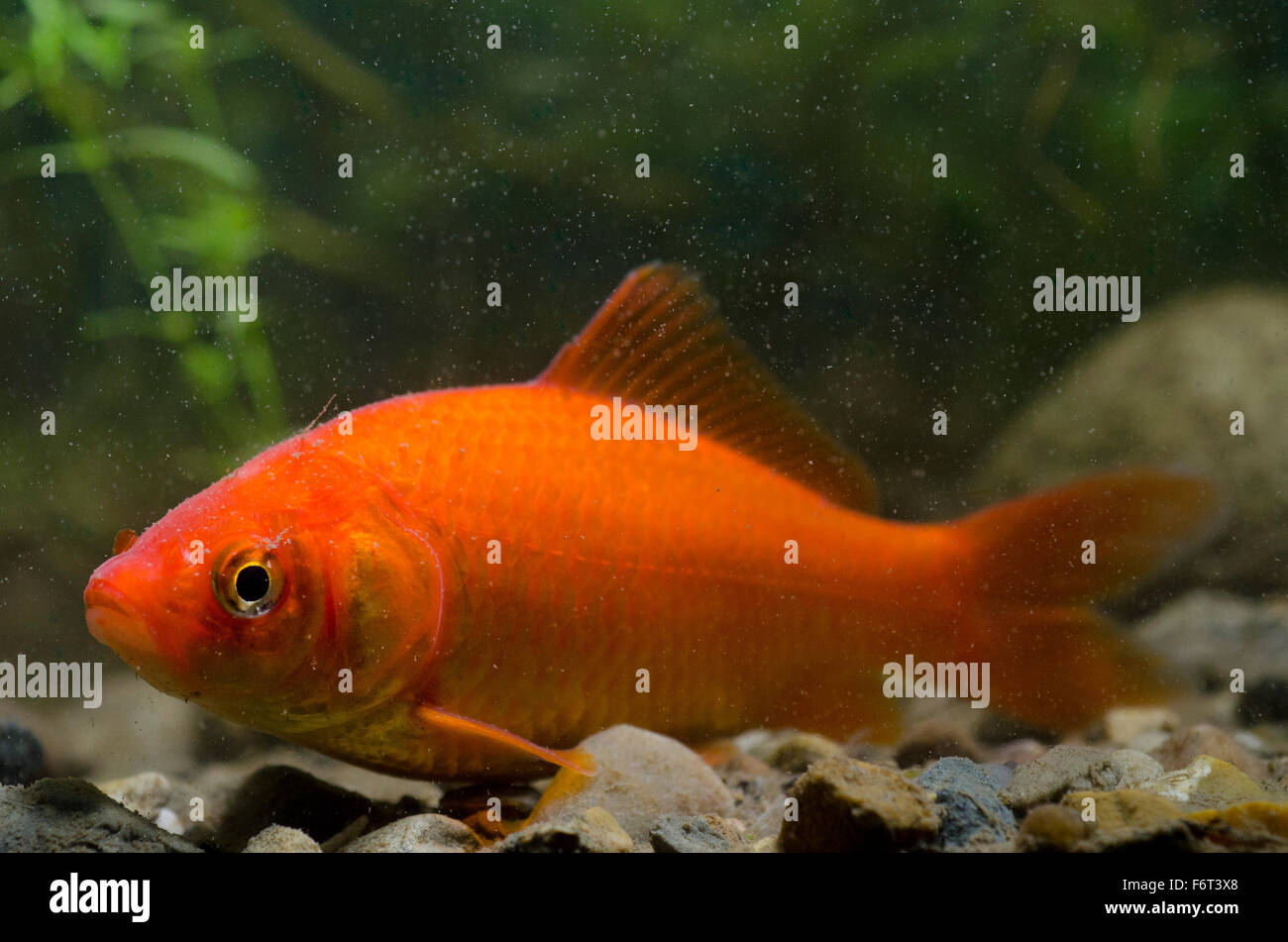 Goldfish underwater hi-res stock photography and images - Alamy