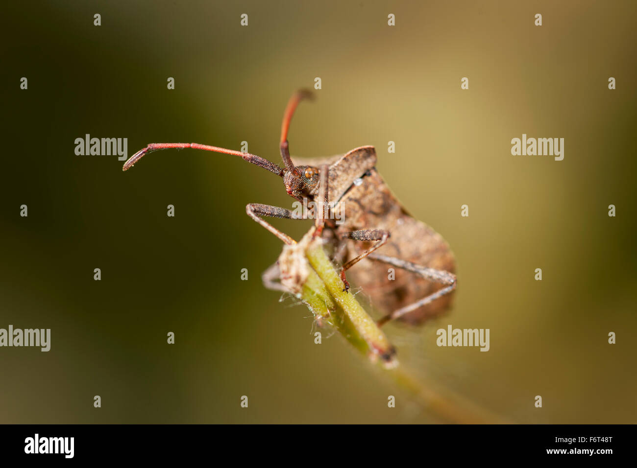 Macro-full body view below a brown leather bug (Coreus marginatus ...