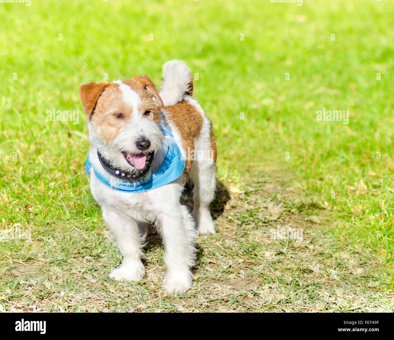Black tan jack russell terrier hi-res stock photography and images - Alamy