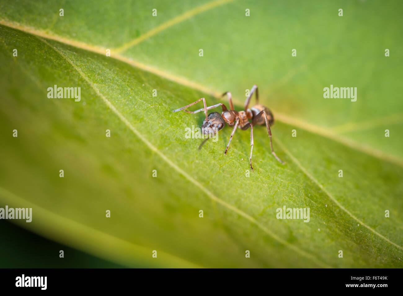 Full body view of an Ant (red ant) sitting on the bottom of a green ...