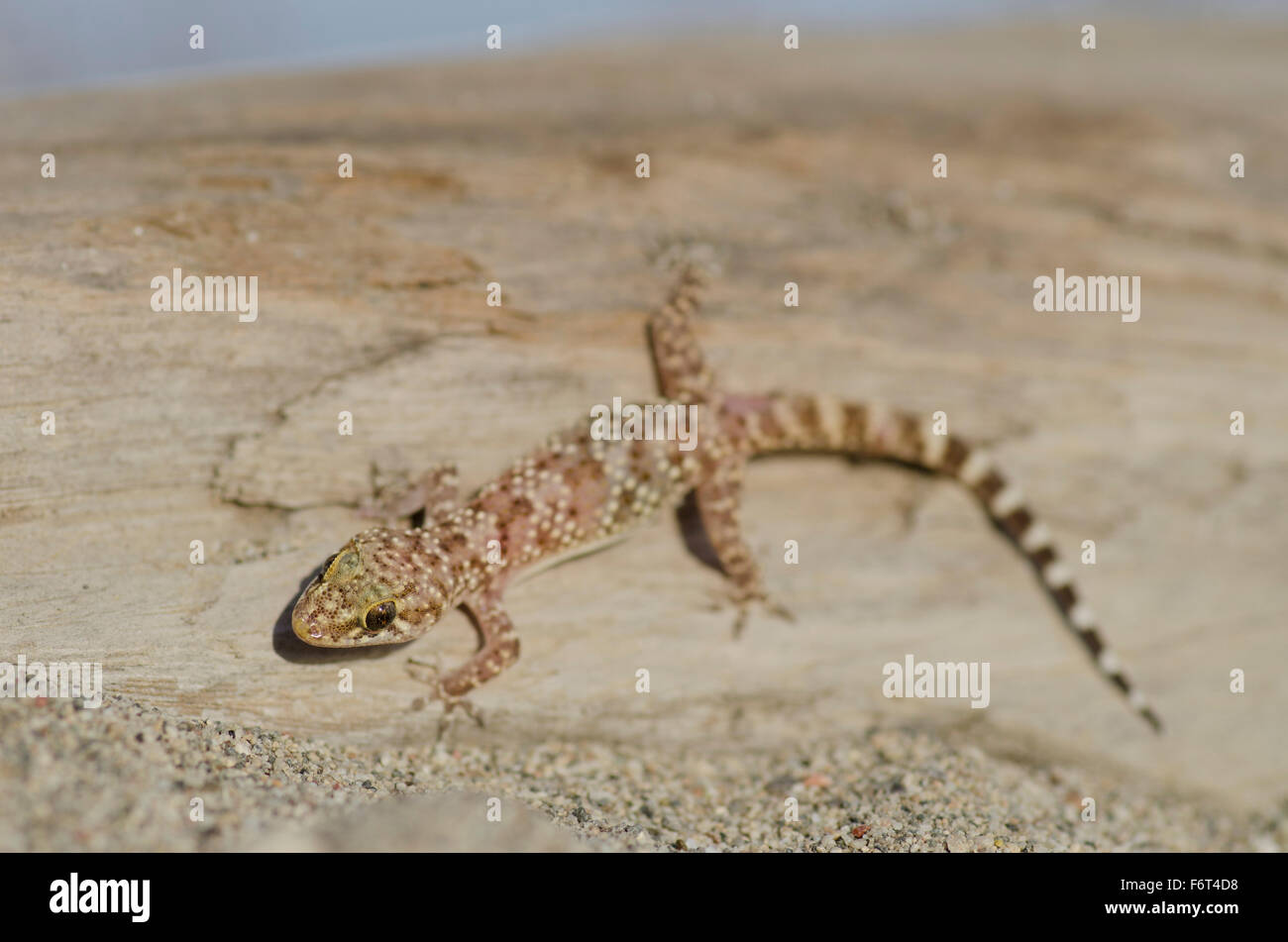 Mediterranean house gecko hi-res stock photography and images - Alamy
