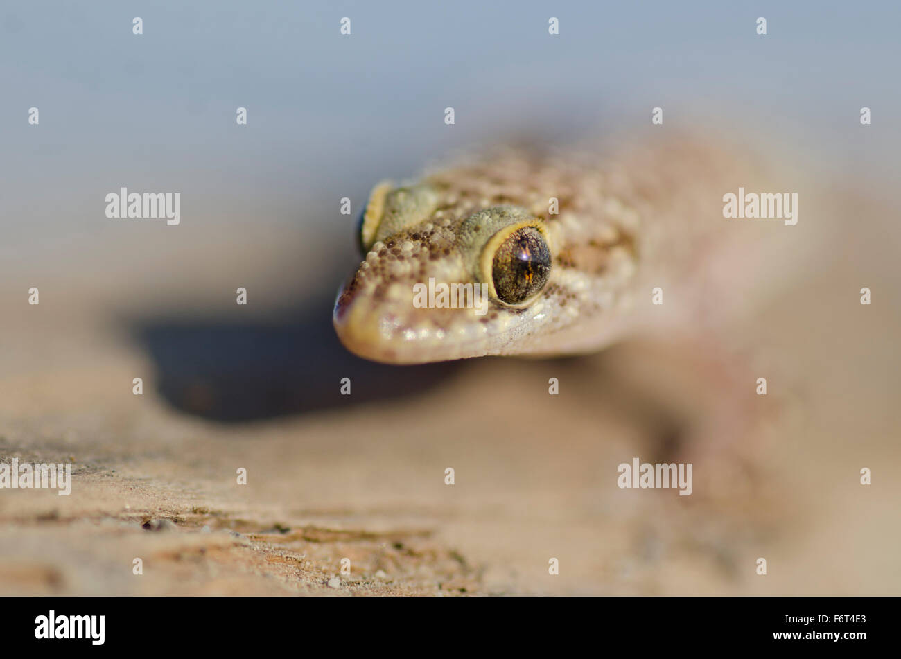 Mediterranean house gecko hi-res stock photography and images - Alamy
