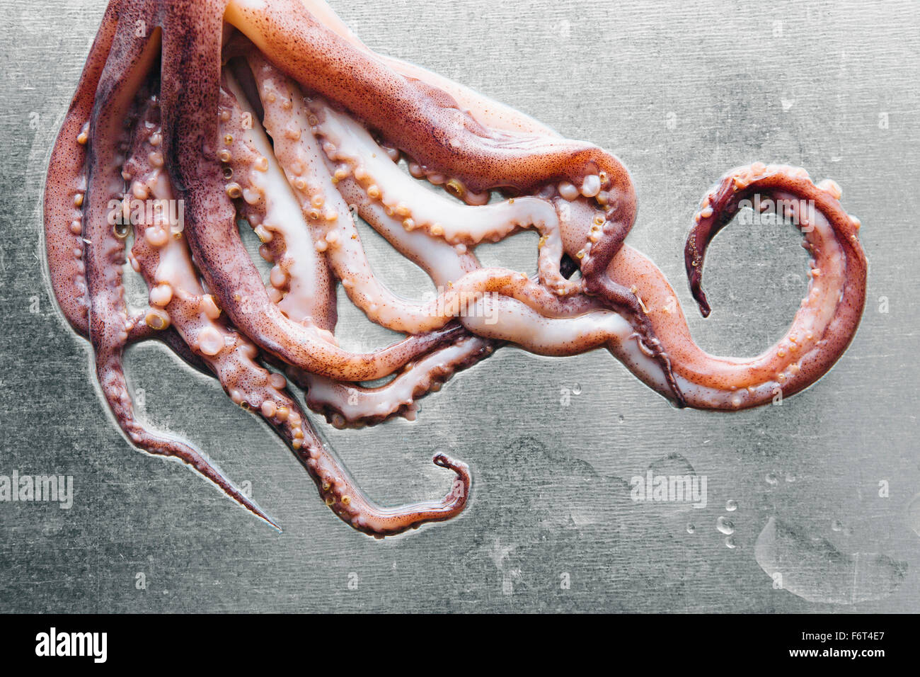 Squid tentacle hi-res stock photography and images - Alamy