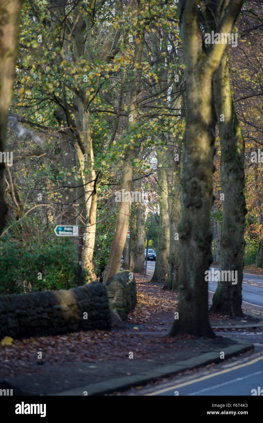 The tree lined road through the Rivelin Valley in the South Yorkshire ...