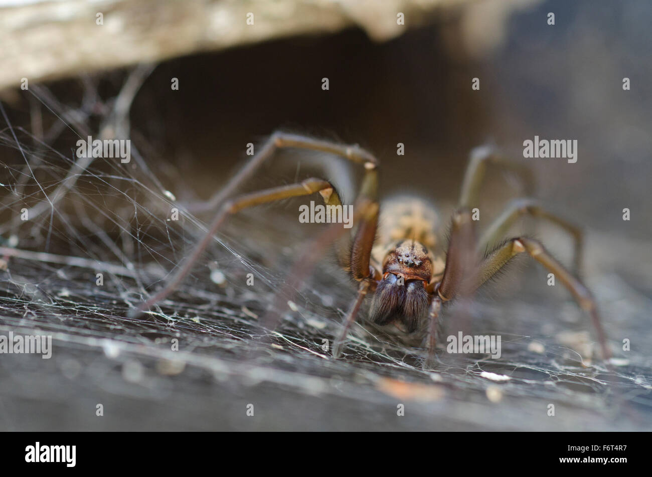 House spider hi-res stock photography and images - Alamy