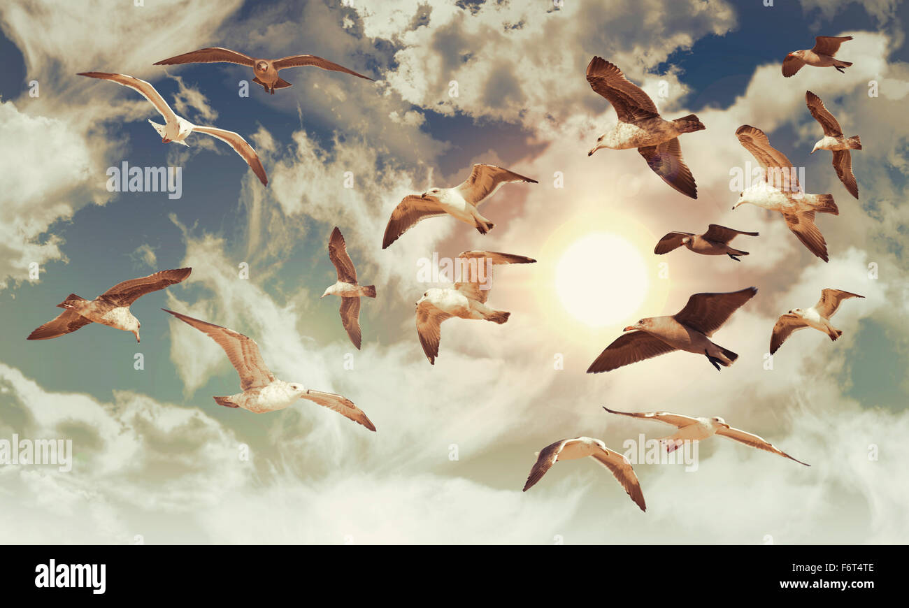 Sea gull flying through the air during a sunny vacation day Stock Photo ...