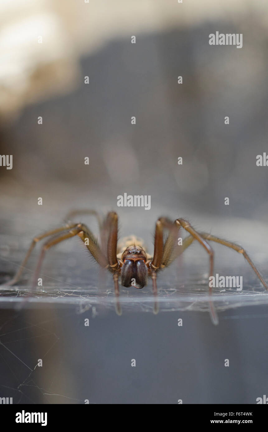 House spiders hi-res stock photography and images - Alamy