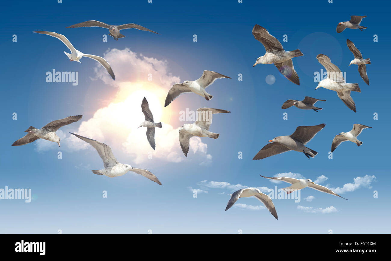 Birds soaring through air hi-res stock photography and images - Alamy