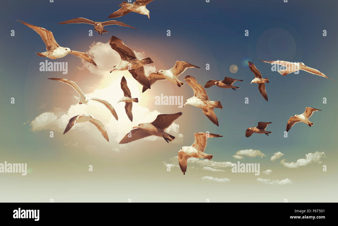 Sea gull flying through the air during a sunny vacation day Stock Photo ...