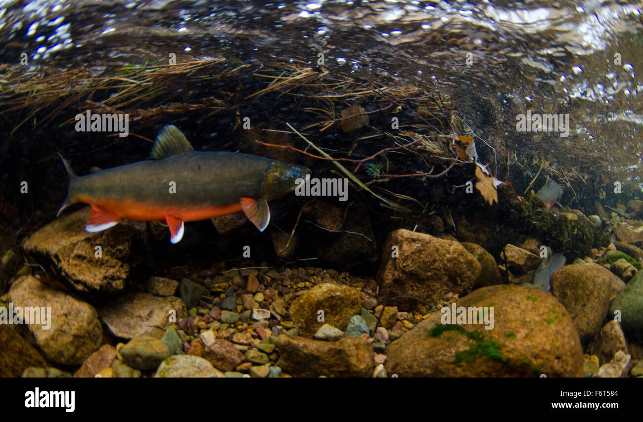 Arctic Charr Underwater UK Stock Photo - Alamy