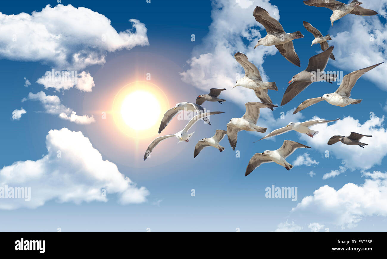 Sea gull flying through the air during a sunny vacation day Stock Photo ...