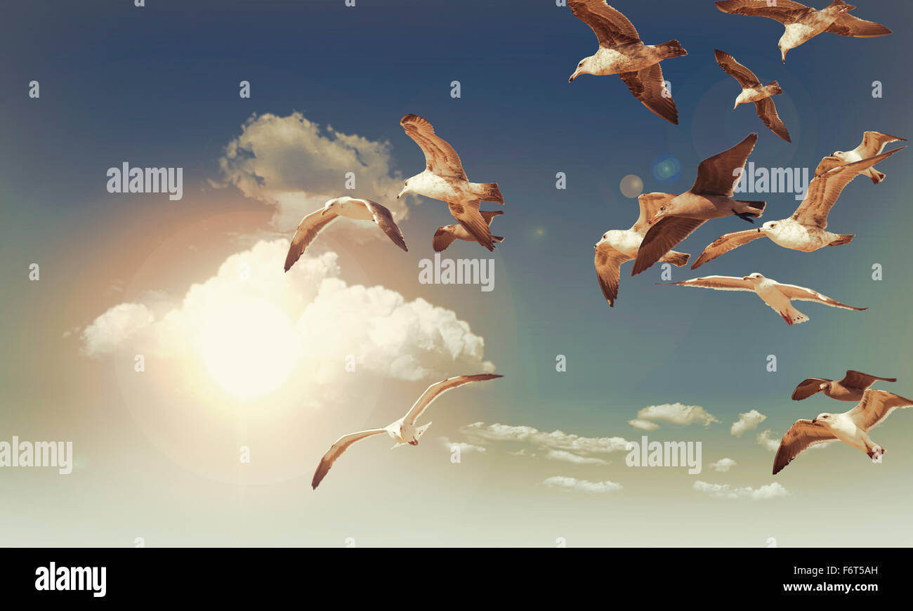 Sea gull flying through the air during a sunny vacation day Stock Photo ...