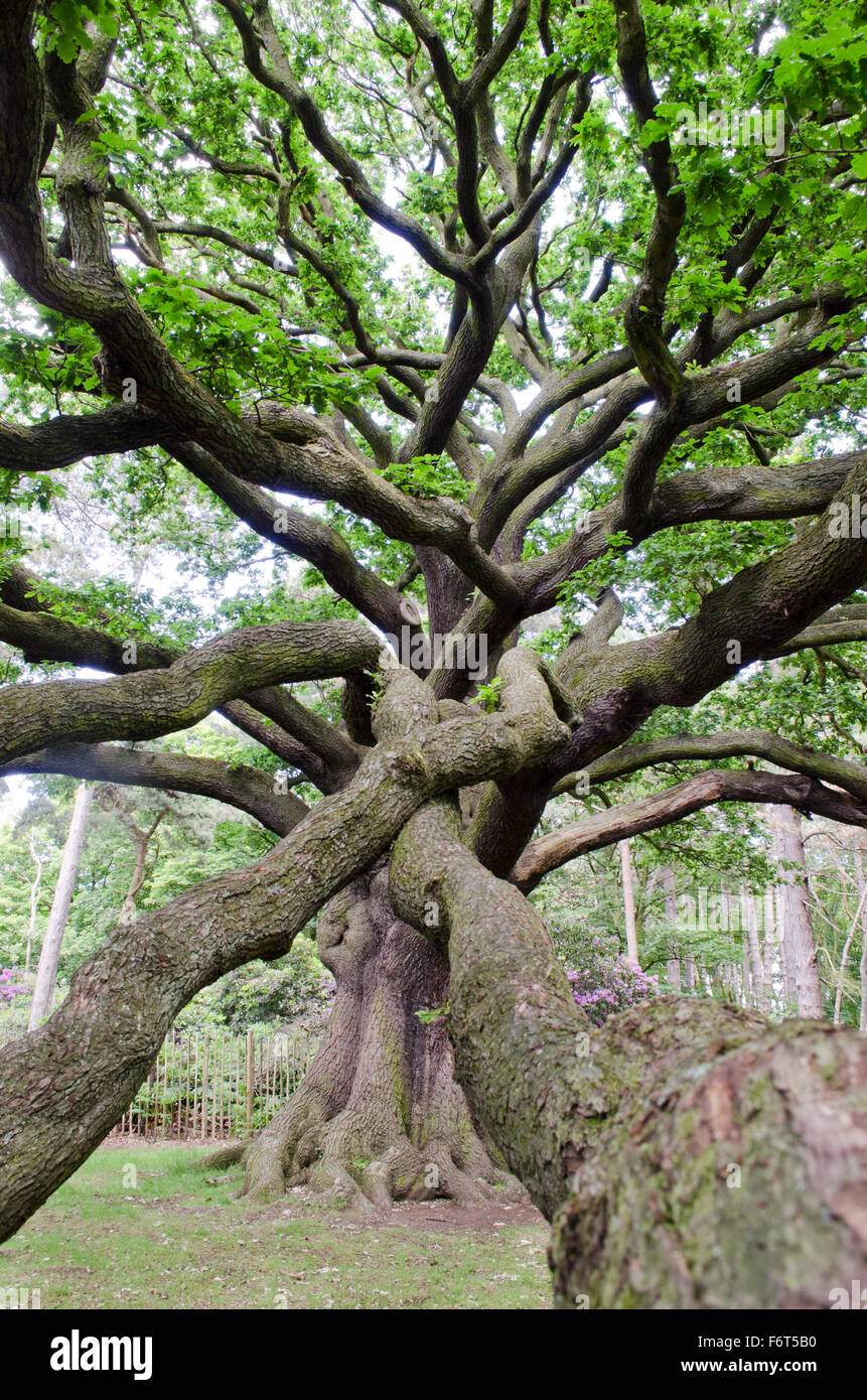 Oak tree branches hi-res stock photography and images - Alamy