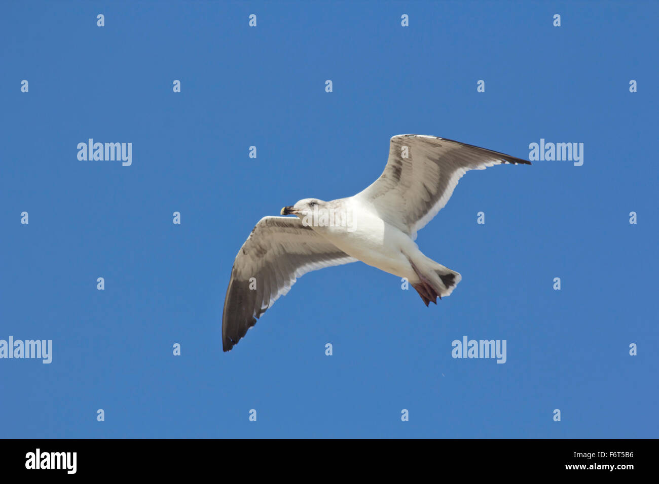Sea gull flying through the air during a sunny vacation day Stock Photo ...