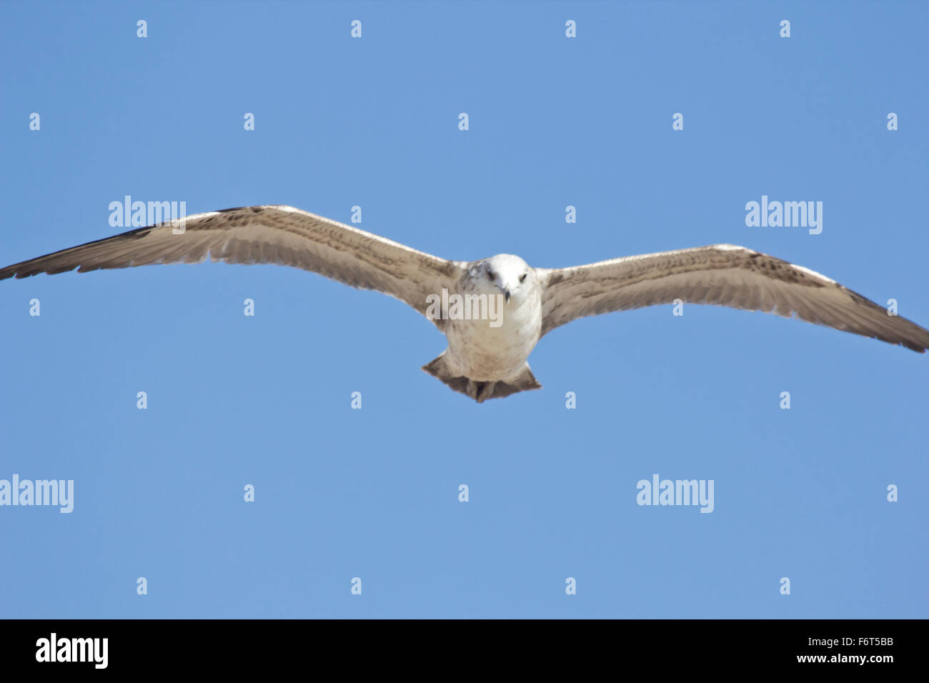 Beautiful sternidae bird flying hi-res stock photography and images - Alamy
