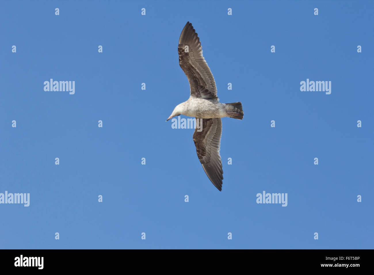Beautiful sternidae bird flying hi-res stock photography and images - Alamy